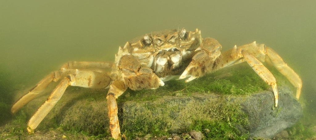 Chinese Wolhandkrab trekt massaal naar Vlaamse rivieren - Onze Natuur