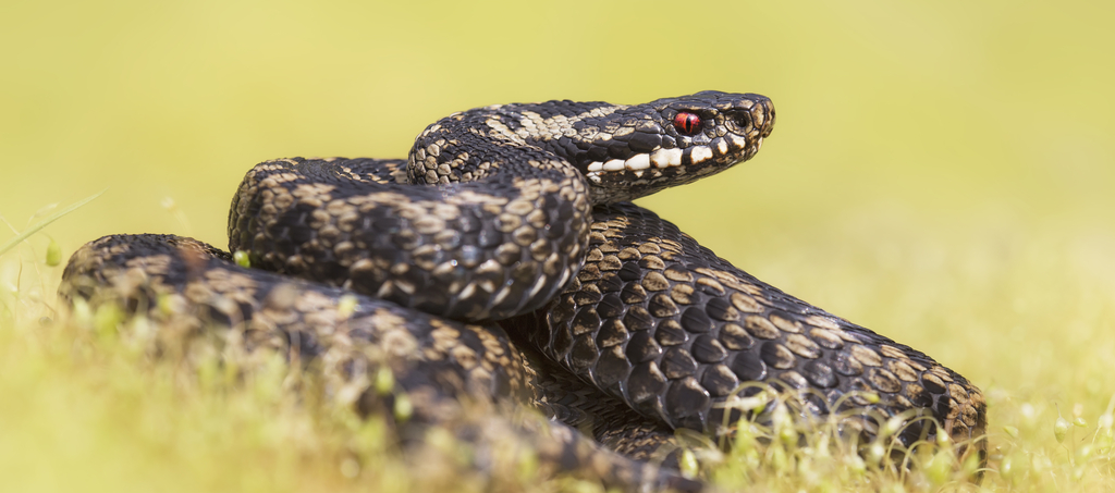 Adder