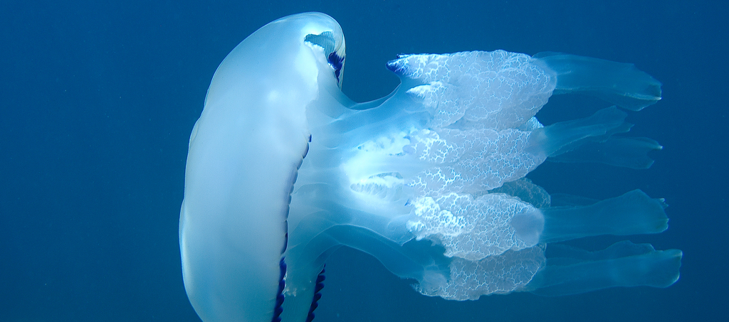 Deze kwallen leven in onze Noordzee - Onze Natuur