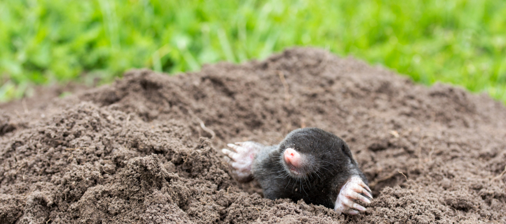 Onze Natuur - Soortenbank: Mol