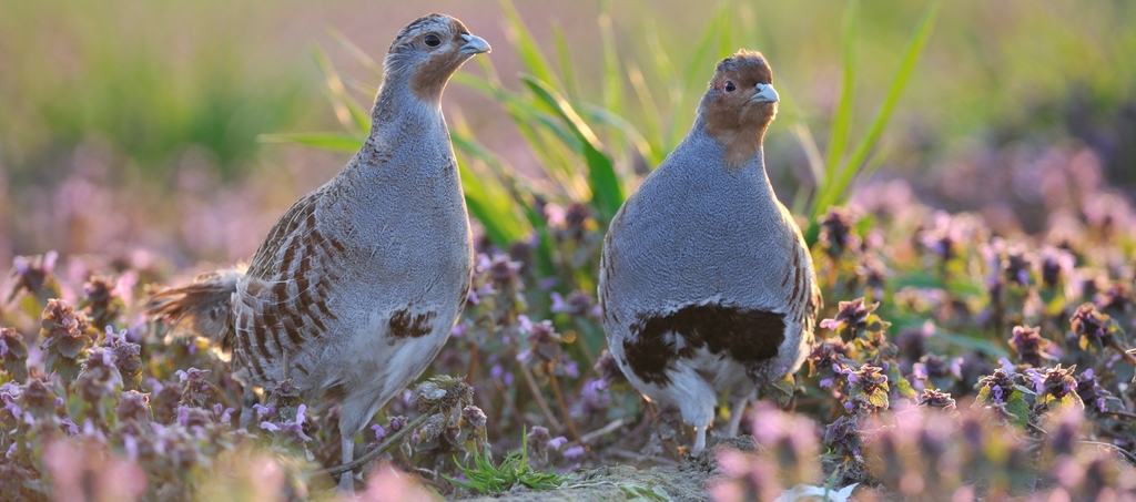 Vogelboek - Patrijs - Onze Natuur
