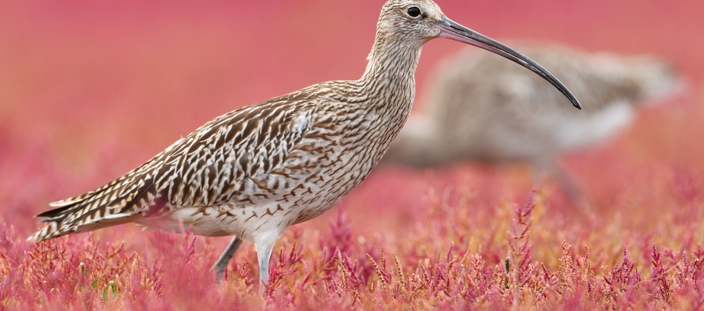 Vogelboek - Wulp - Onze Natuur