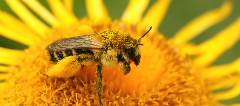 Wilde bijen in de bloemetjes: de favoriete bijen van onze redactie ...