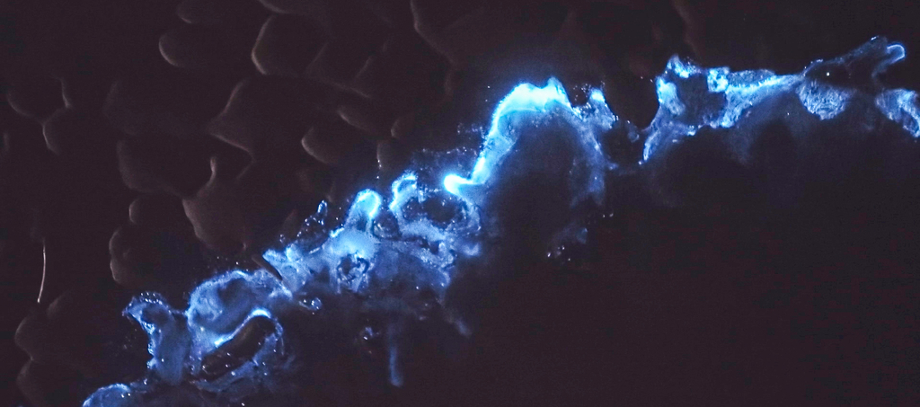 Zeevonk - Onze Natuur