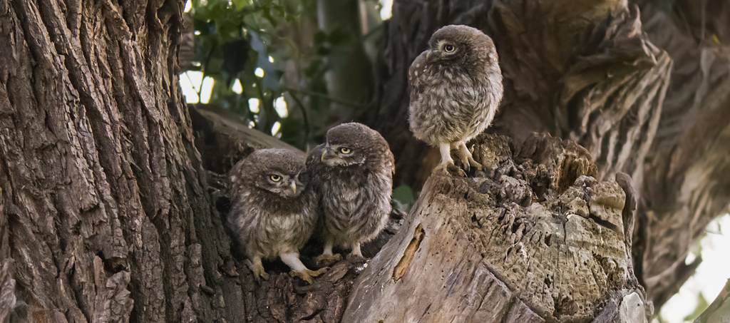 Cocoonen met de steenuiltjes - Onze Natuur