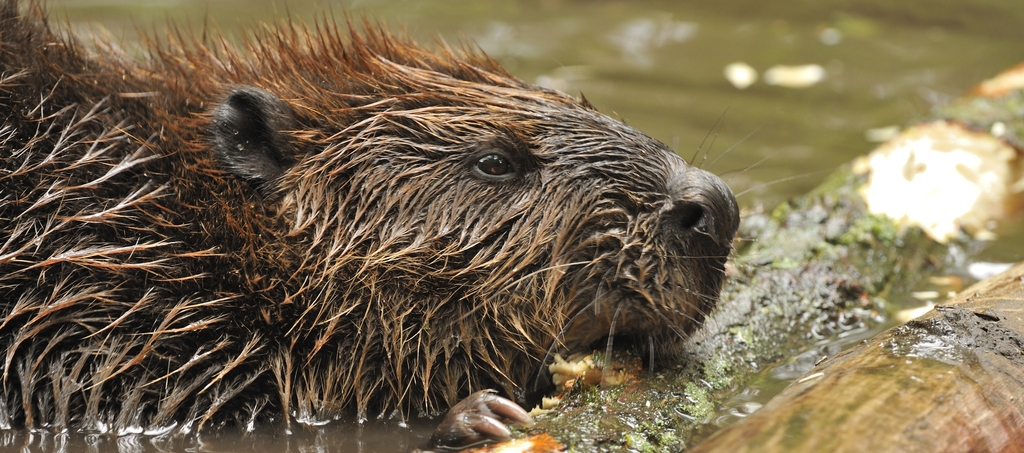 Gebeuren er nooit ongelukken met bevers en omvallende bomen? - Onze Natuur