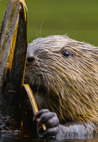 9 dingen die je nog niet wist over de bever - Onze Natuur