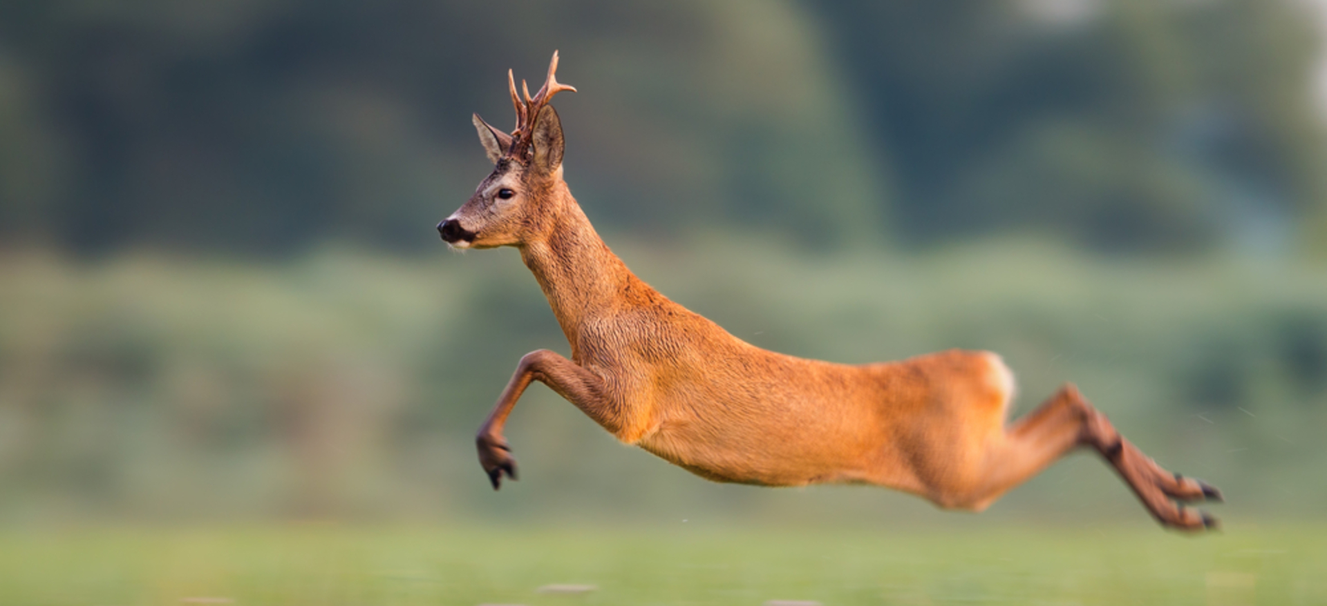 Maak kennis met het Olympisch team van Onze Natuur! - Onze Natuur