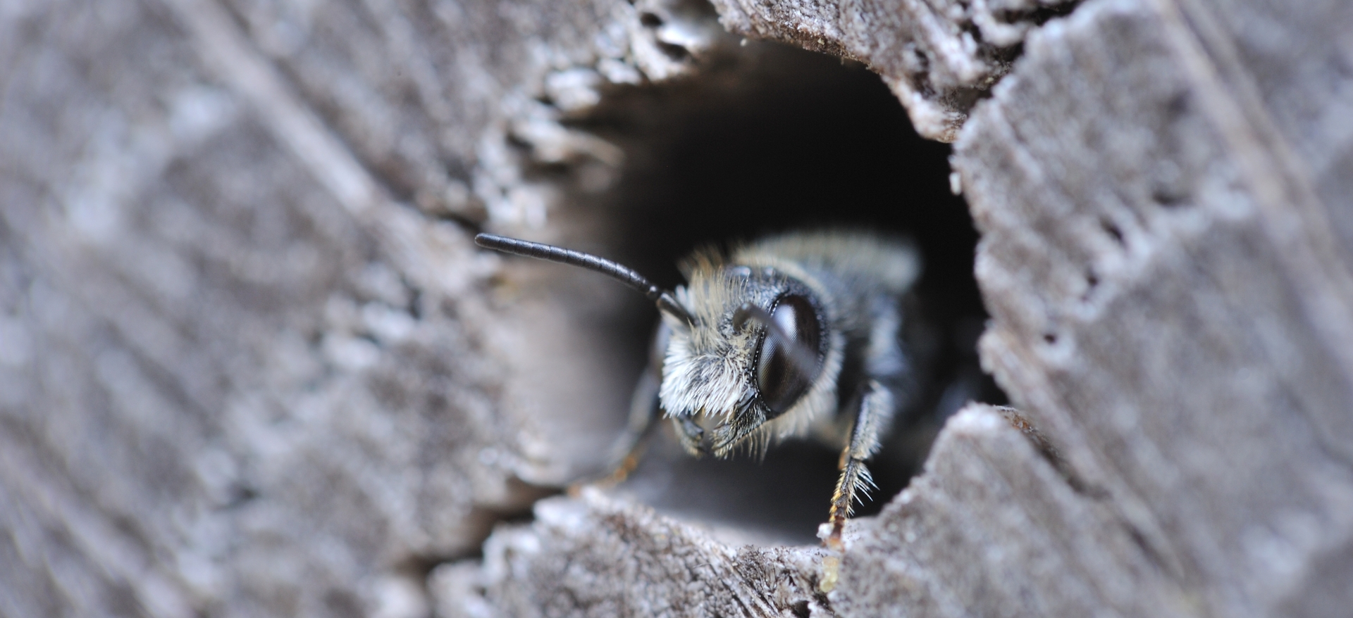 Kunnen bijen in je huis overwinteren? - Onze Natuur