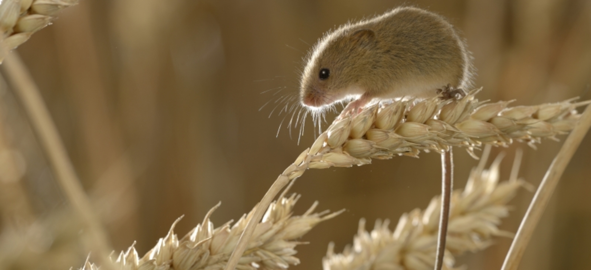 Zeg nooit zomaar ‘muis’ tegen een muis - Onze Natuur