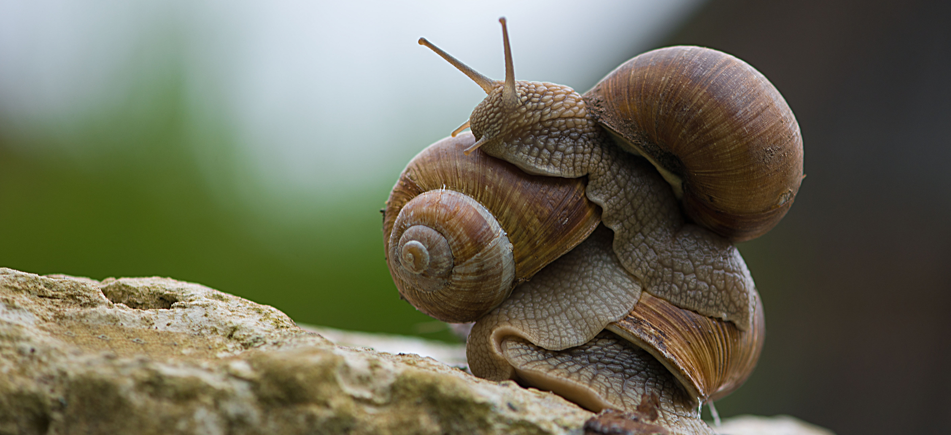Man en vrouw tegelijk: de tweeslachtige slak - Onze Natuur