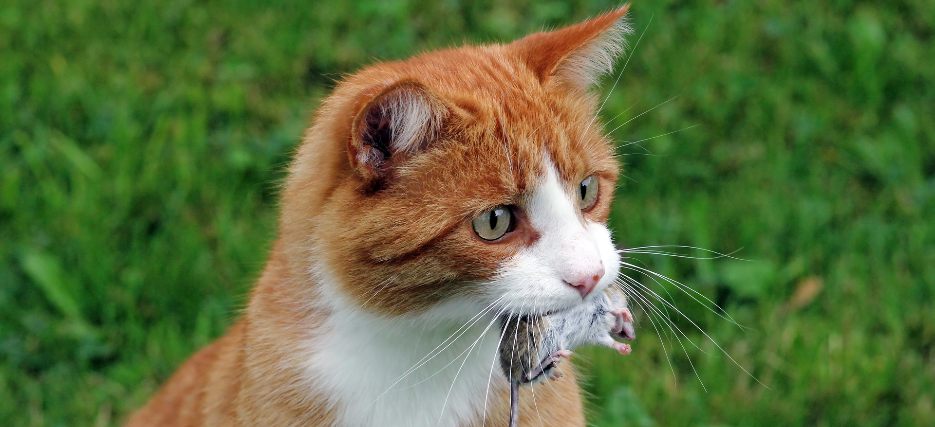 Katten jagen minder vaak met deze tips - Onze Natuur