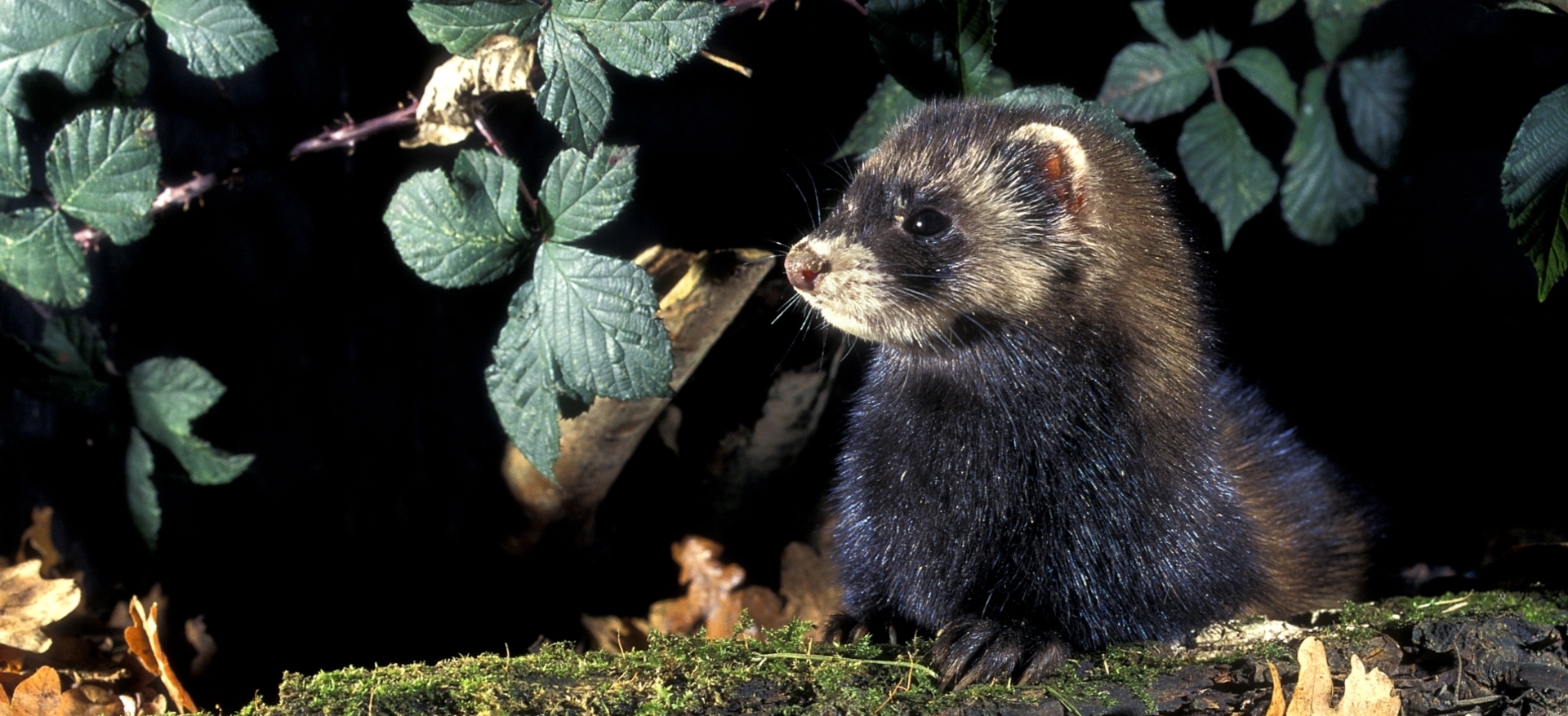 Bunzing - Onze Natuur