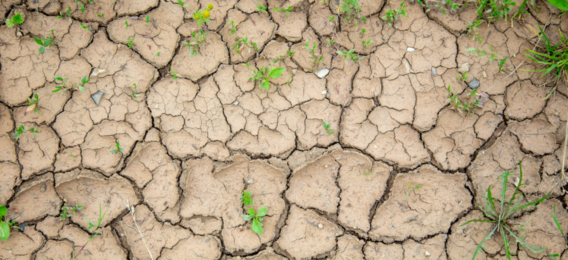 Welke impact heeft de droge zomer op onze trekvogels? - Onze Natuur