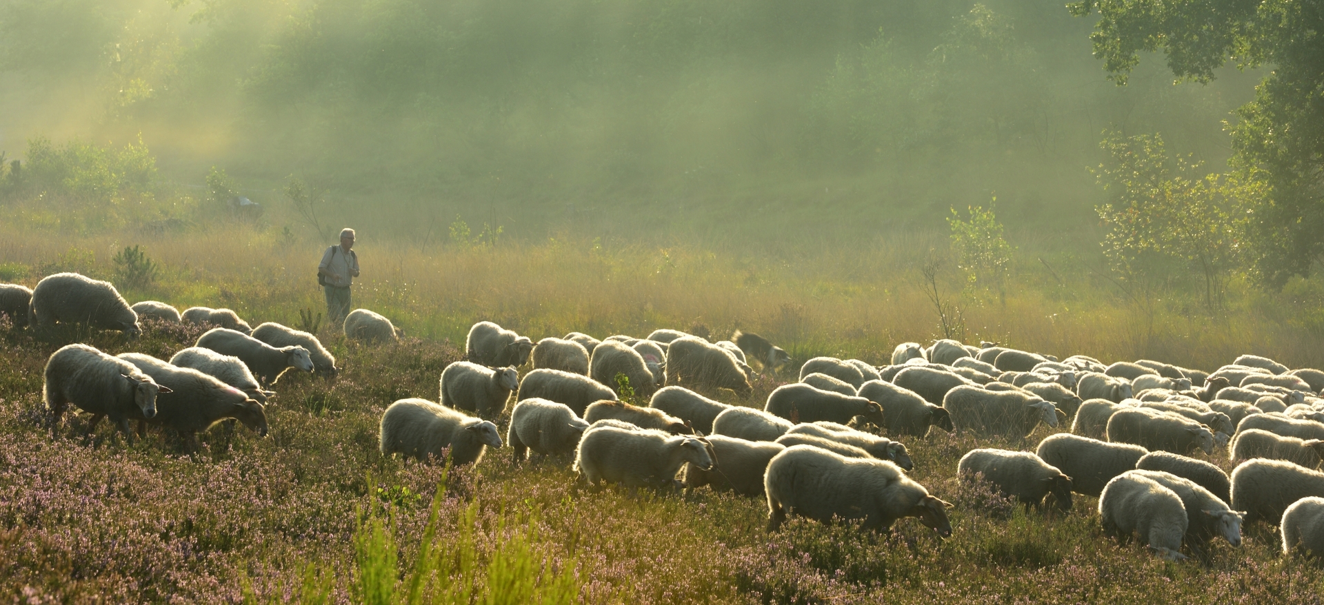 Grazer in de kijker: het schaap - Onze Natuur