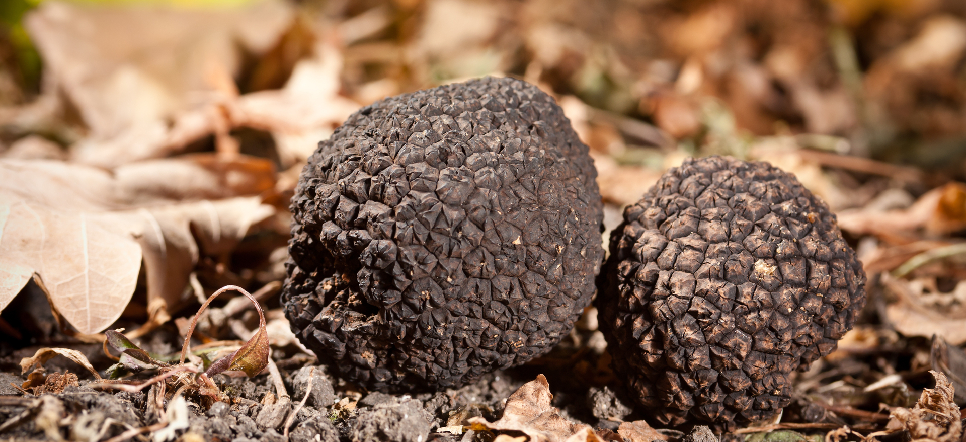 Het (bizarre) seksleven van truffels - Onze Natuur