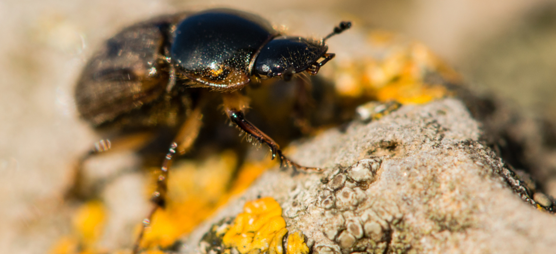 Mestkevers overspoelen Vlaanderen-en dat is goed nieuws! - Onze Natuur