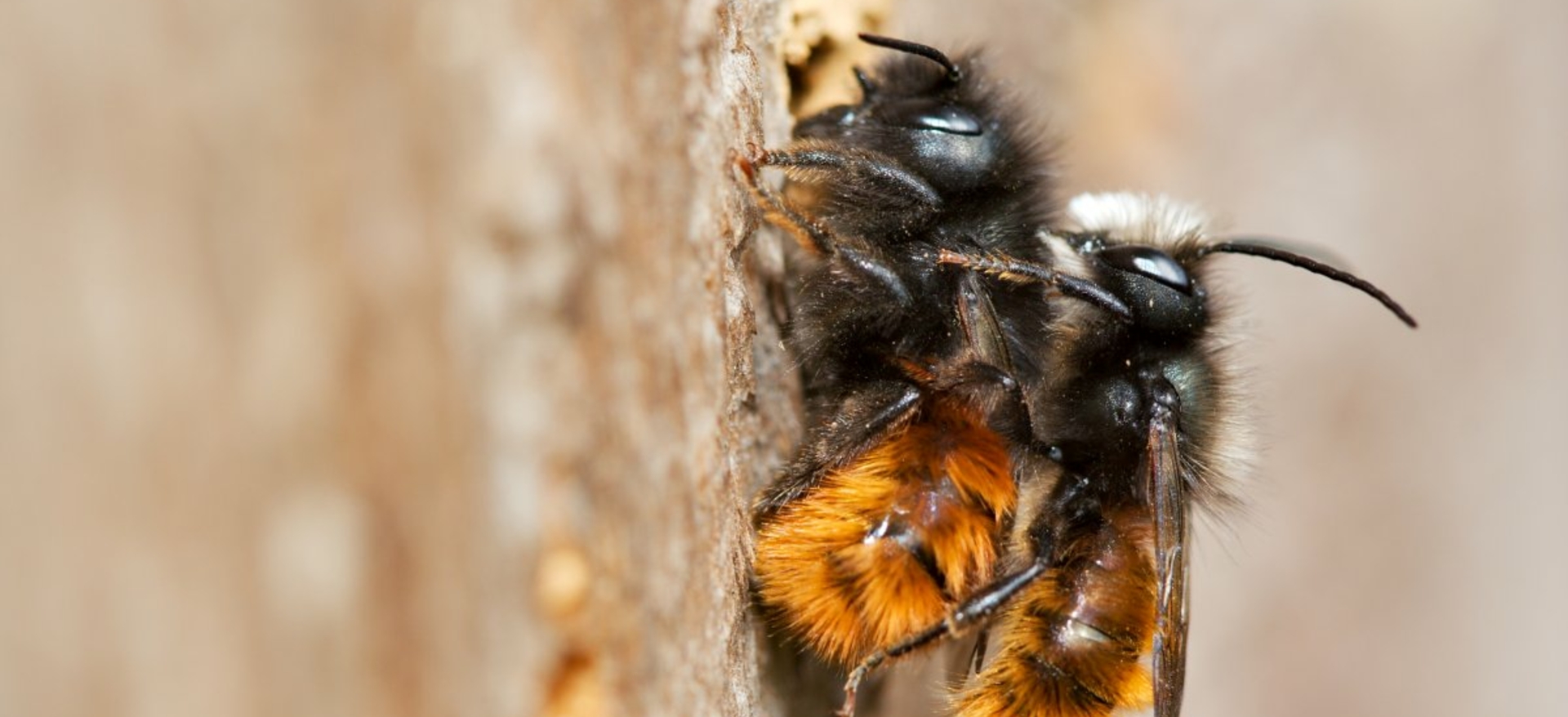 Bijen hulp nodig van één miljoen Europeanen - Onze Natuur