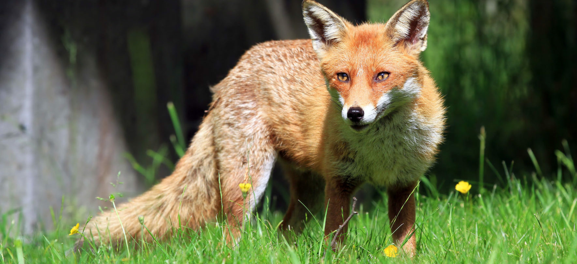 De vos - Onze Natuur