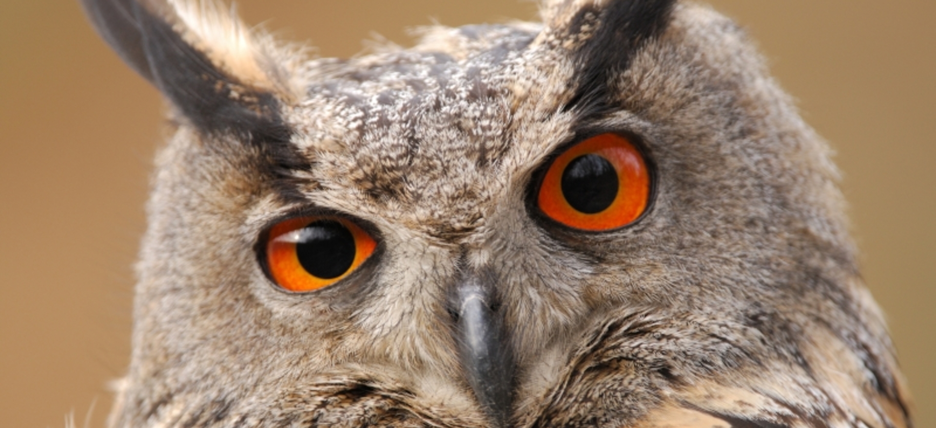 5 x een blik door de ogen van een uil