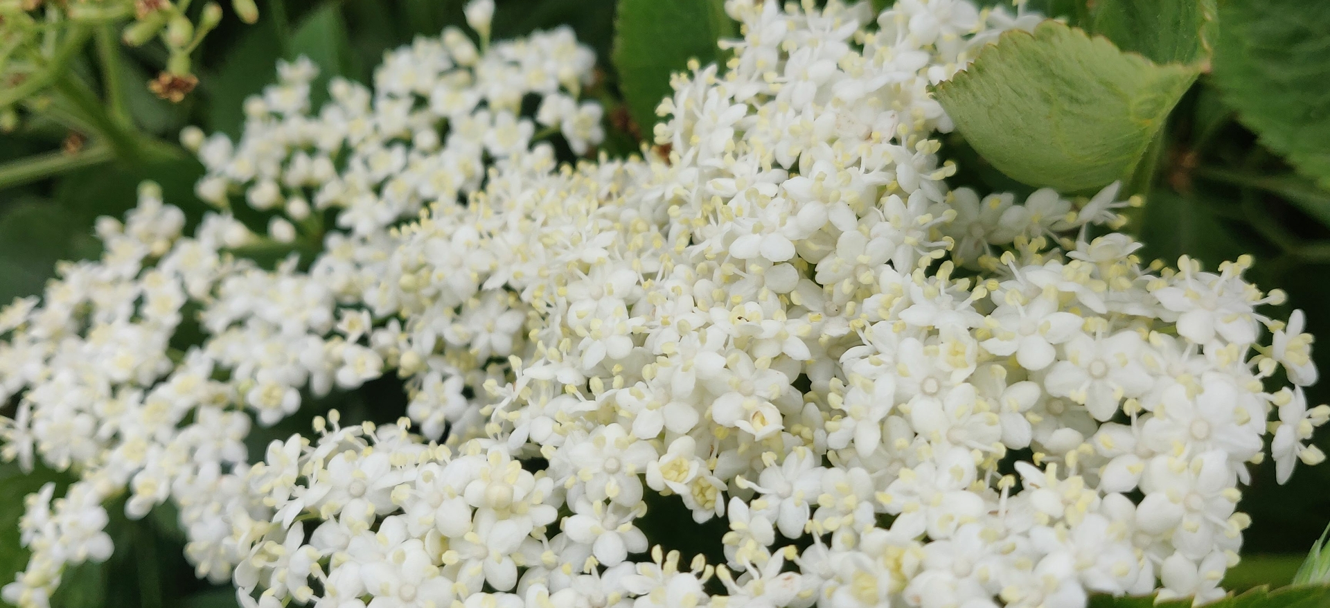 Uitgetest: zelfgemaakte vlierbloesemsiroop - Onze Natuur