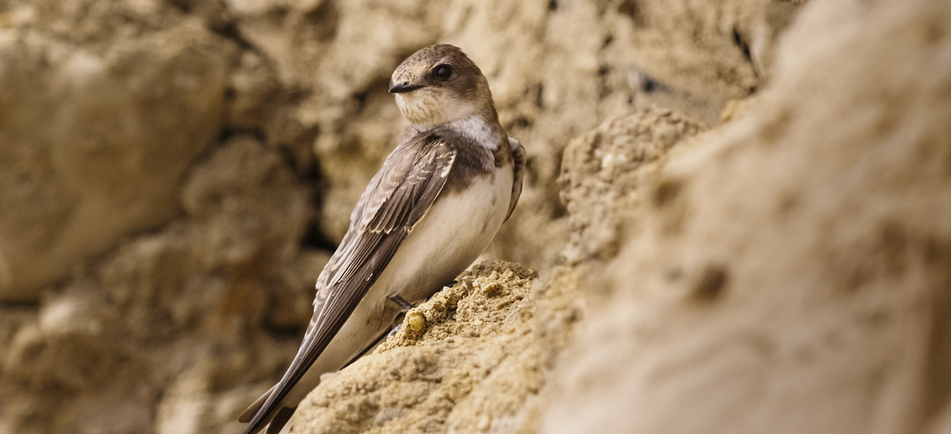 Vogelboek - Oeverzwaluw - Onze Natuur