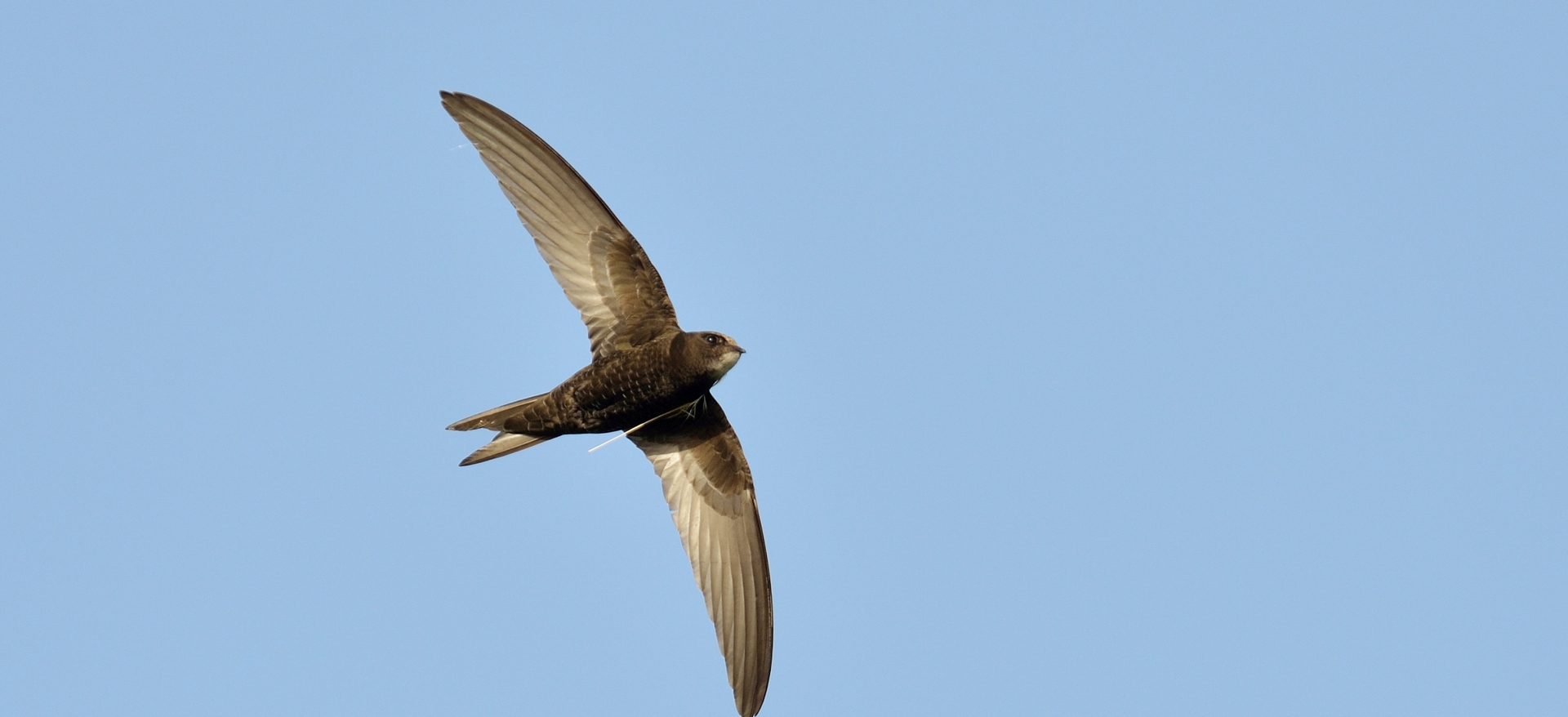 Vogelboek - Gierzwaluw - Onze Natuur