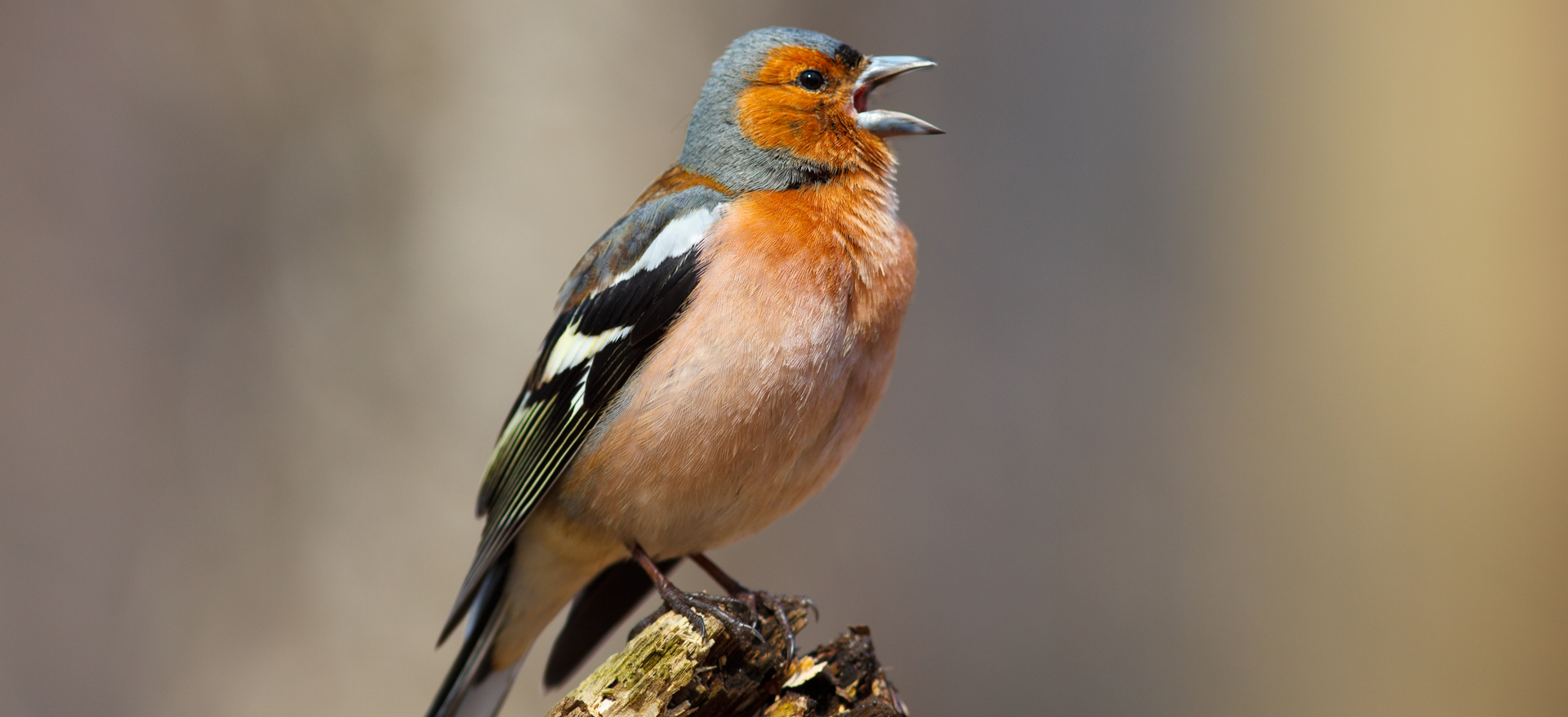 Vogelboek - Vink - Onze Natuur