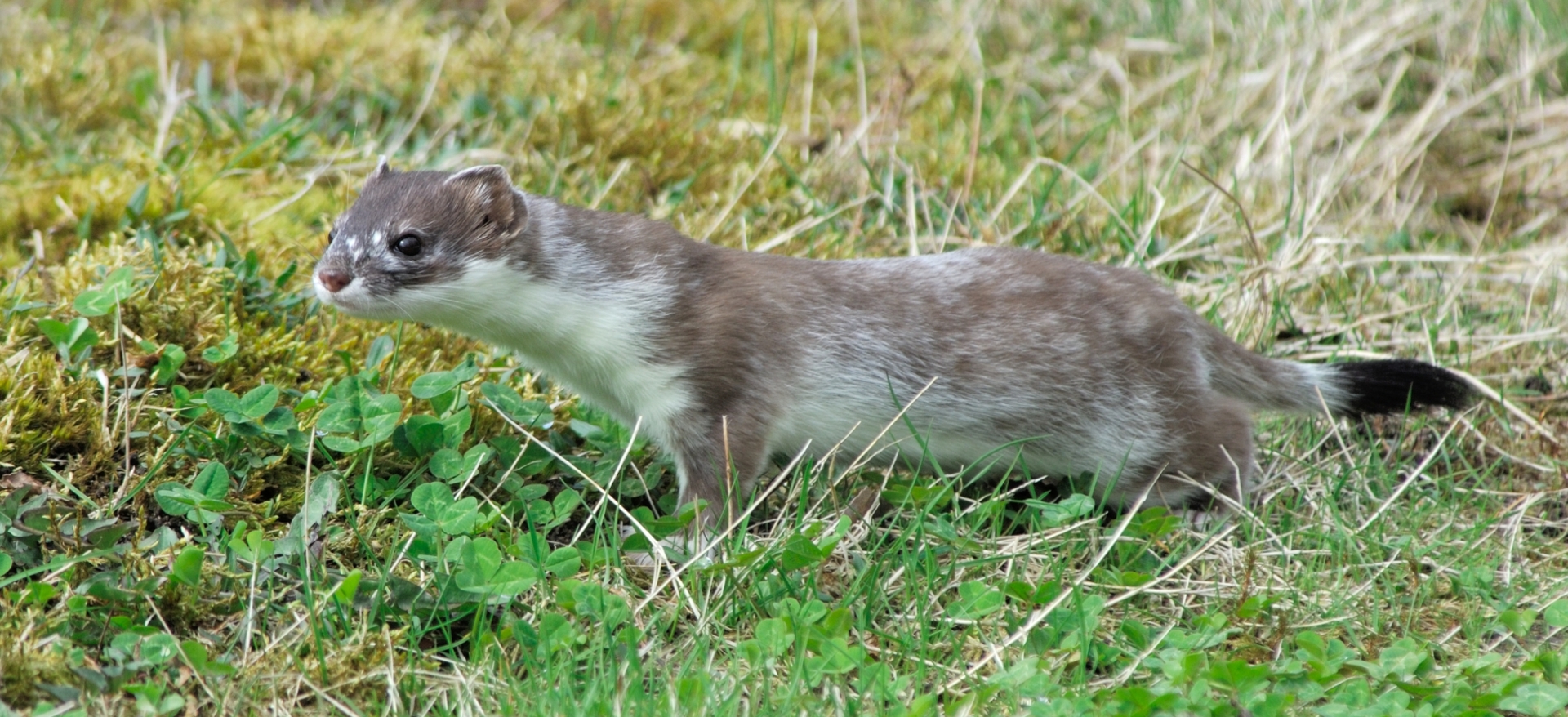 Hermelijn - Onze Natuur