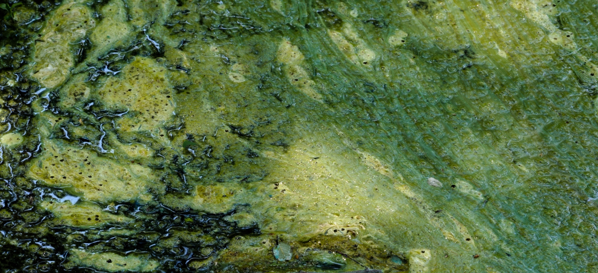 Impact van blauwalgen op de natuur - Onze Natuur