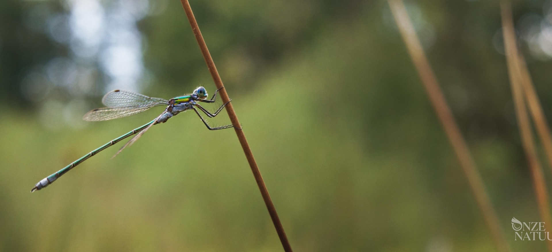 Wat zijn de favoriete scènes van de makers van ‘Onze Natuur, De Film ...