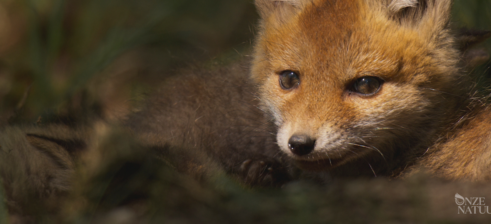 7 redenen waarom je in de herfstvakantie ‘Onze Natuur, De Film’ moet ...