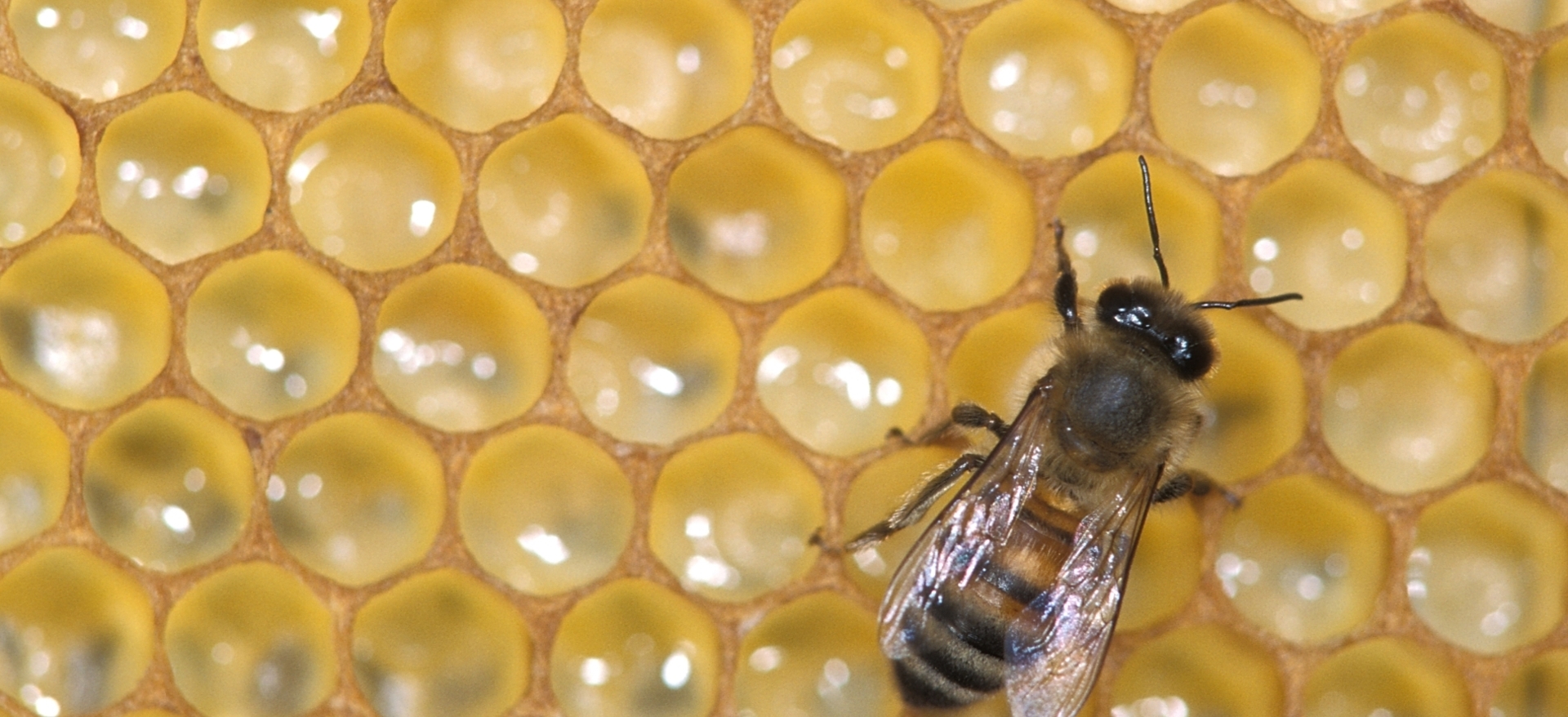 Hoe transformeert een larve tot bij? - Onze Natuur