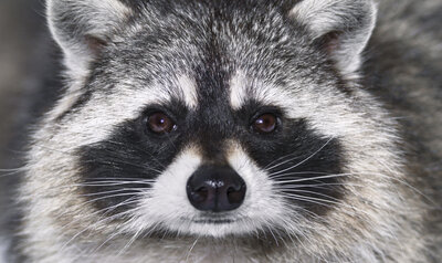 Soortenbank - Onze Natuur