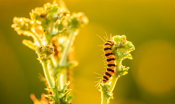 Overleven rupsen van de koninginnenpage de winter? - Onze Natuur
