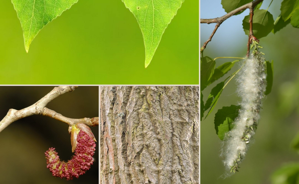 Zwarte populier, de weduwe uit onze natuur - Onze Natuur