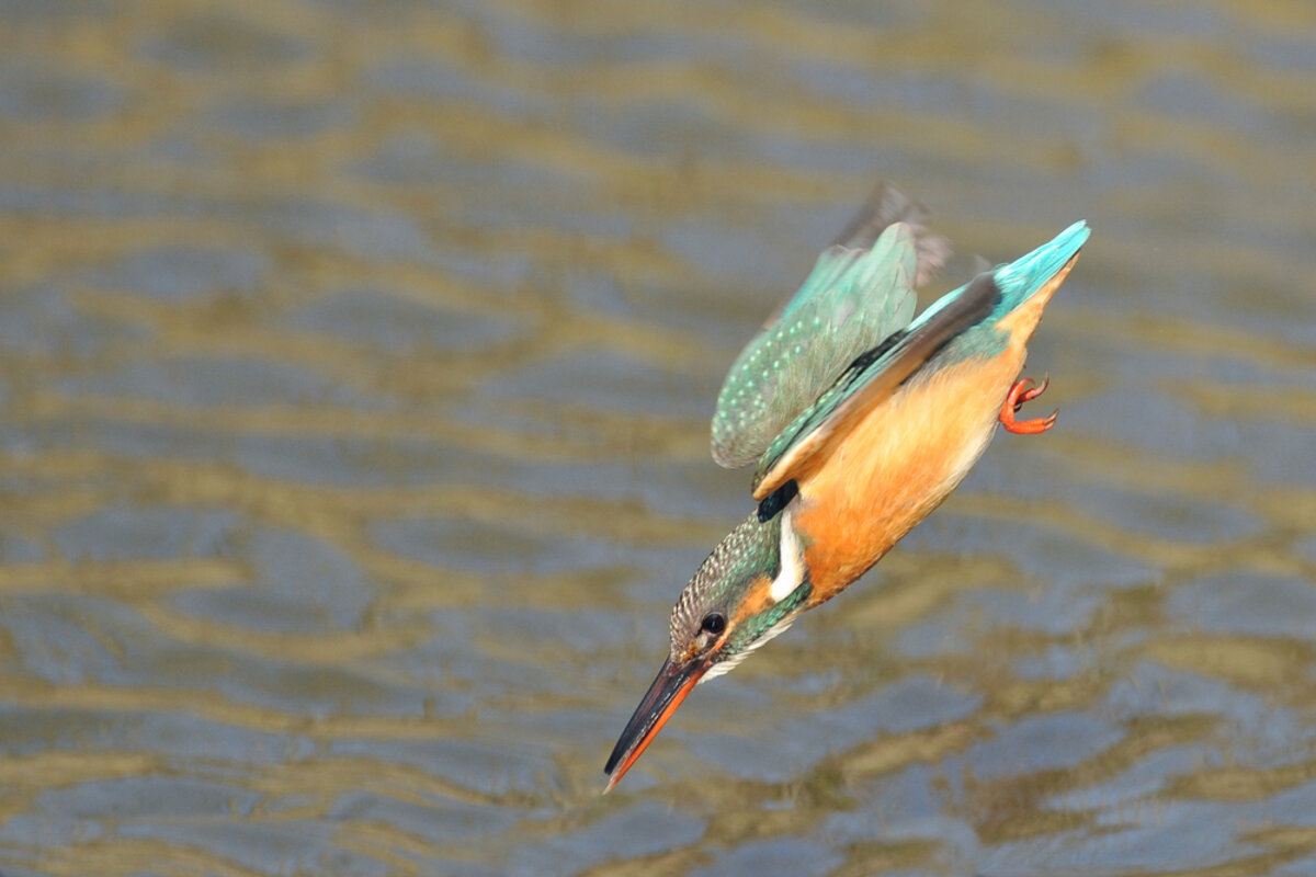 Tien dingen die wij leren uit de natuur - Onze Natuur