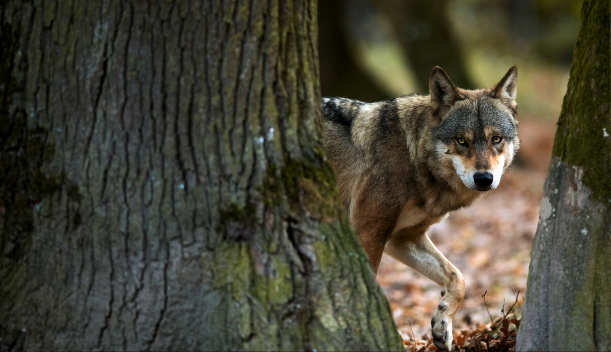 Wolven in België - Onze Natuur