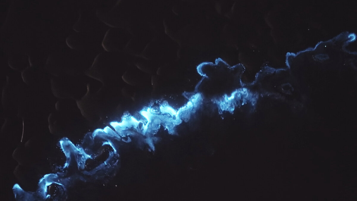 Spectaculaire zeevonk aan de Belgische kust - Onze Natuur