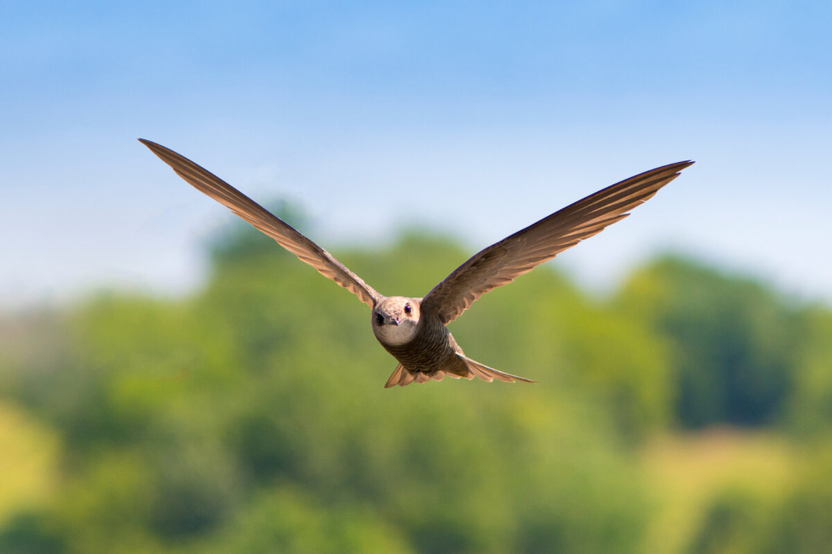 Superpower sunday: Gierzwaluw slaapt hoog in de lucht - Onze Natuur