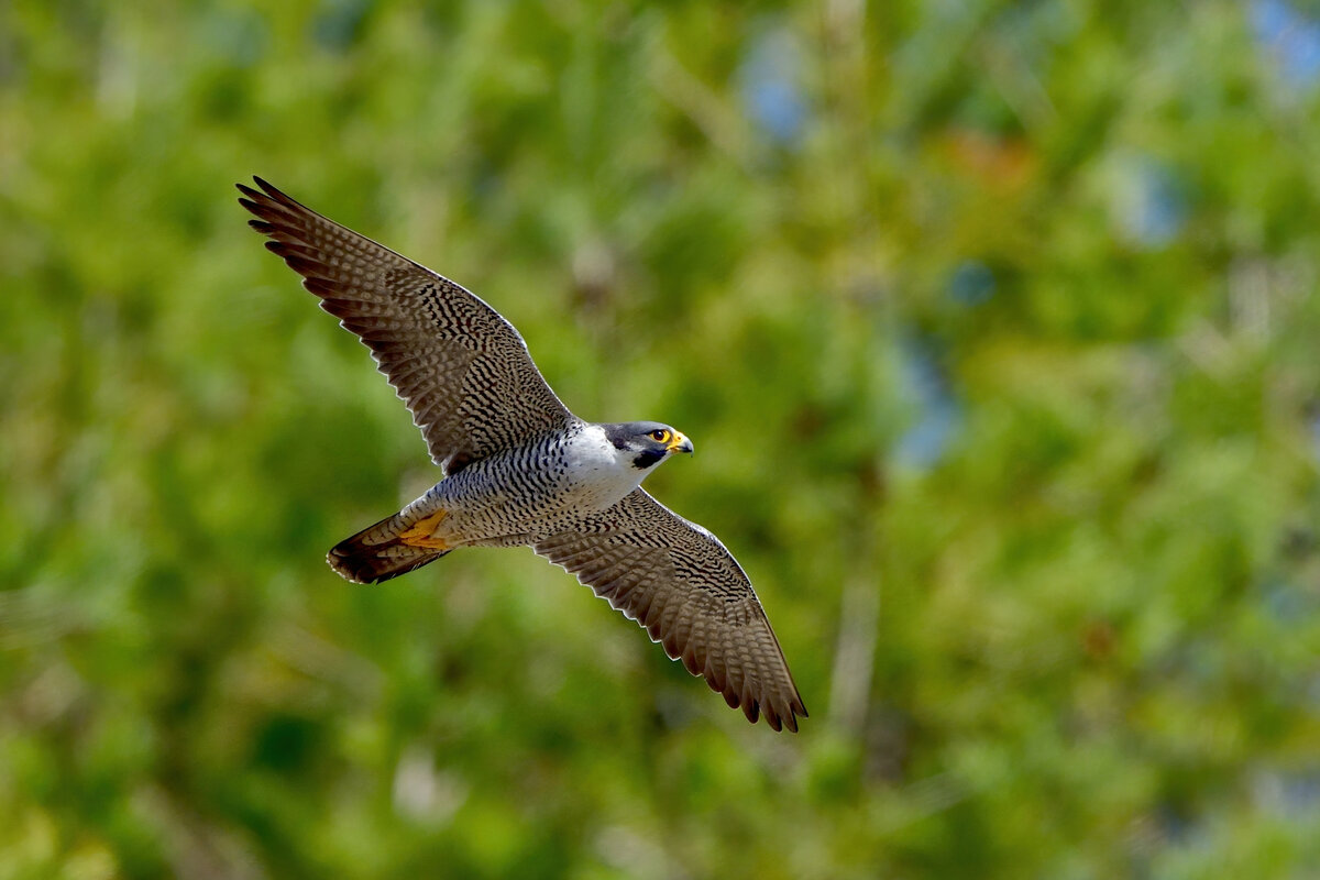 Superpower sunday: Slechtvalk haalt 300 km/u en meer