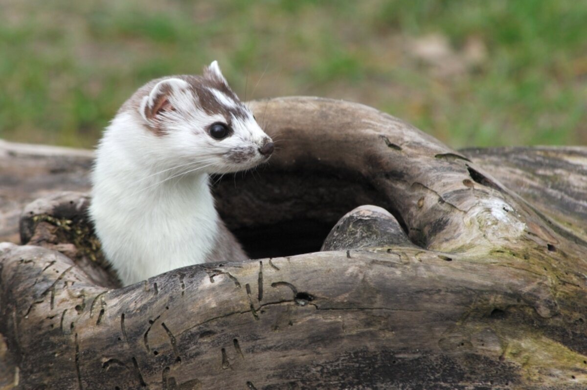 Waarom kleurt een hermelijn wit in de winter? - Onze Natuur