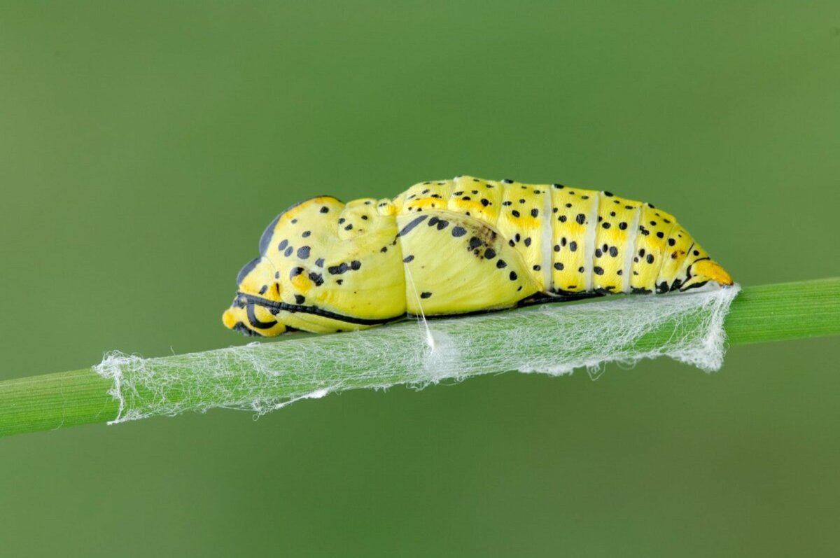 Superpower sunday: Rups eet zichzelf op