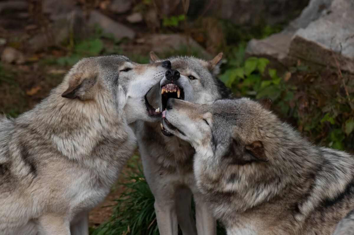 Drie nog levende wolvenwelpen zijn mannelijk - Onze Natuur