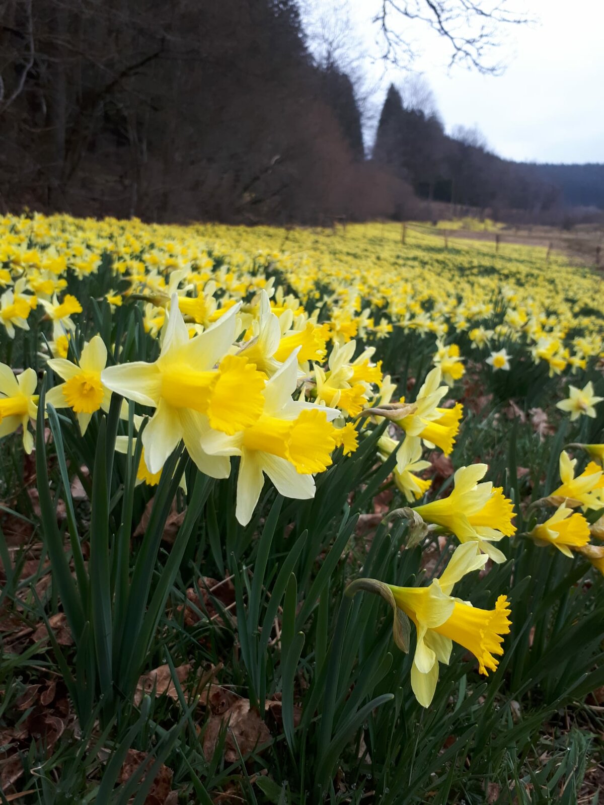 Dagboek van Pim: op de eerste rij voor wilde narcissen - Onze Natuur