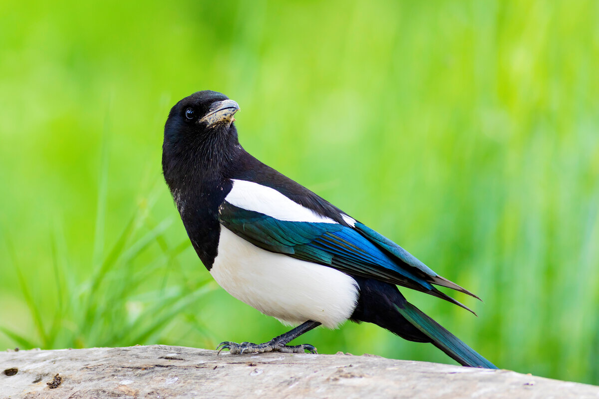 Is de ekster een etter? - Onze Natuur