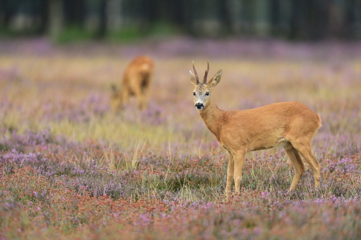 Wat je nog niet wist over … het gewei van het ree - Onze Natuur