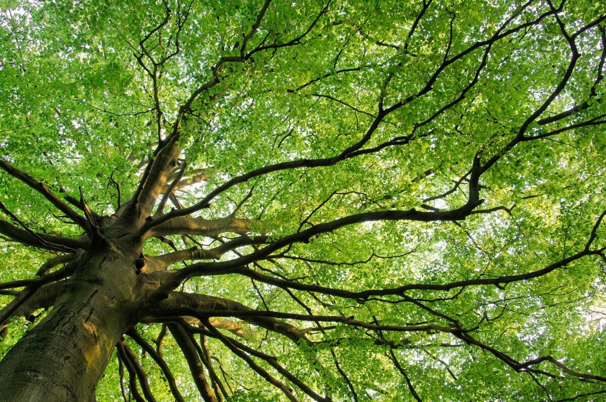 De beuk is vol lo(o)f voor de rodekoolzwam - Onze Natuur
