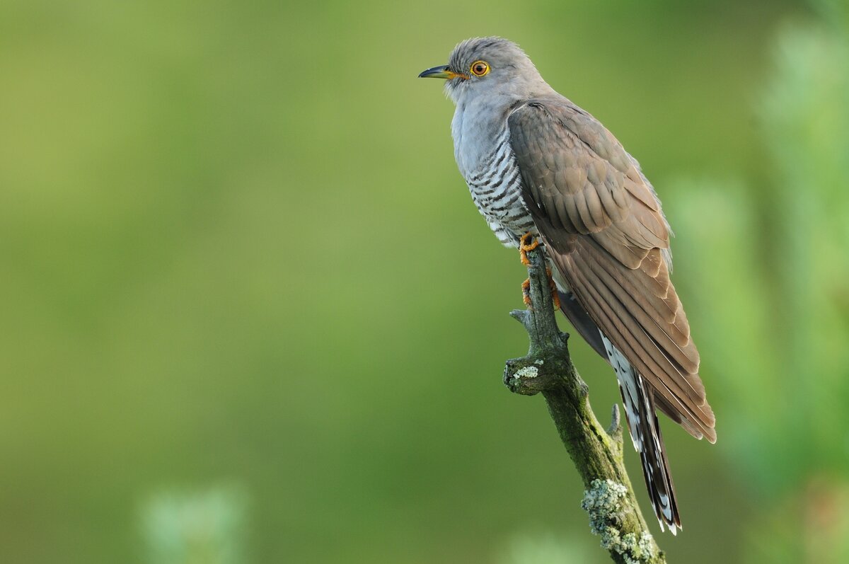 Koekoek - Onze Natuur