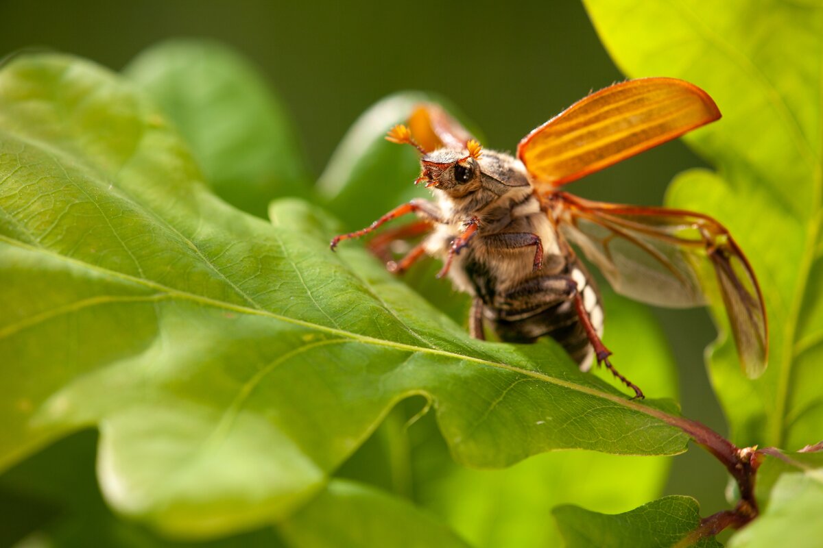 Meikever - Onze Natuur